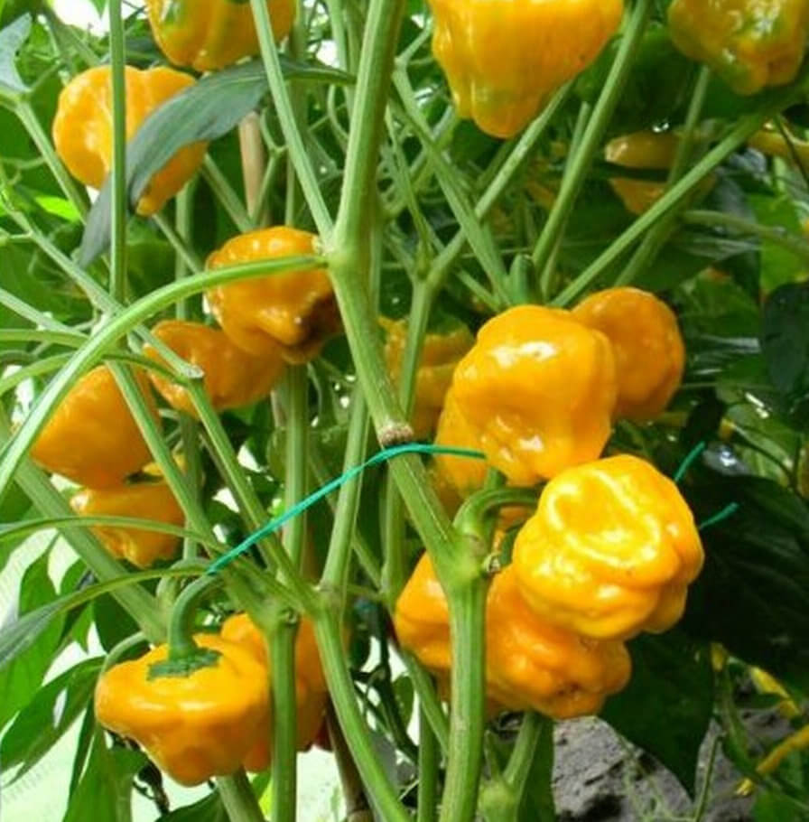 Jamaican Hot Yellow Chilli Seeds - Wildfire Chilli