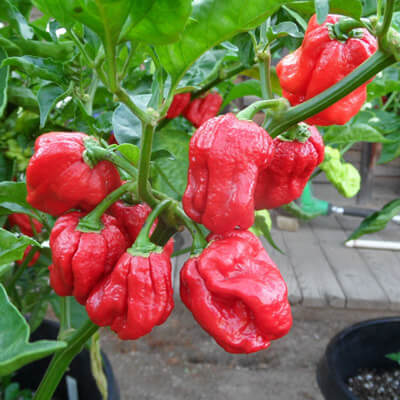 7 Pot Jonah Seeds ( C. chinense) - Wildfire Chilli