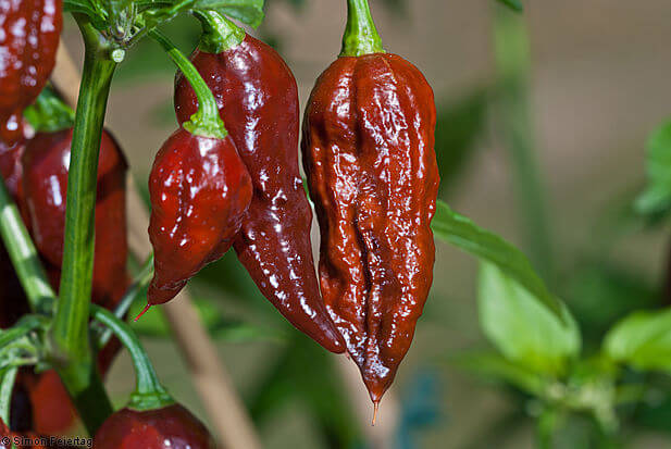 Chocolate Bhut Jolokia (Ghost Chilli) Seeds - Wildfire Chilli
