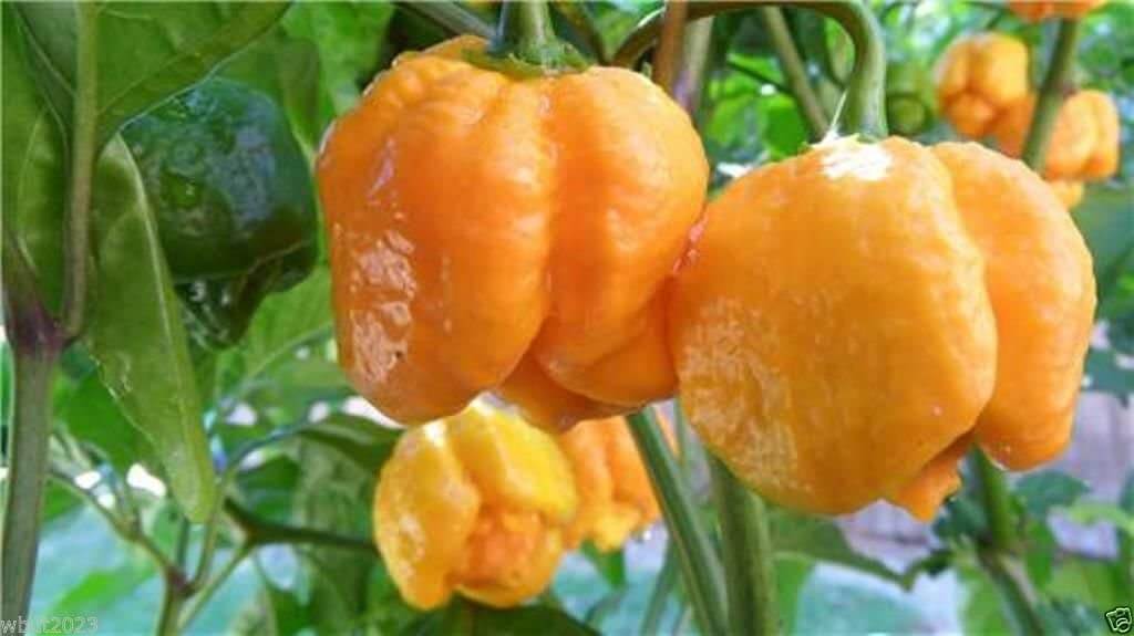 Yellow Trinidad Moruga Scorpion Chilli Seeds - Wildfire Chilli