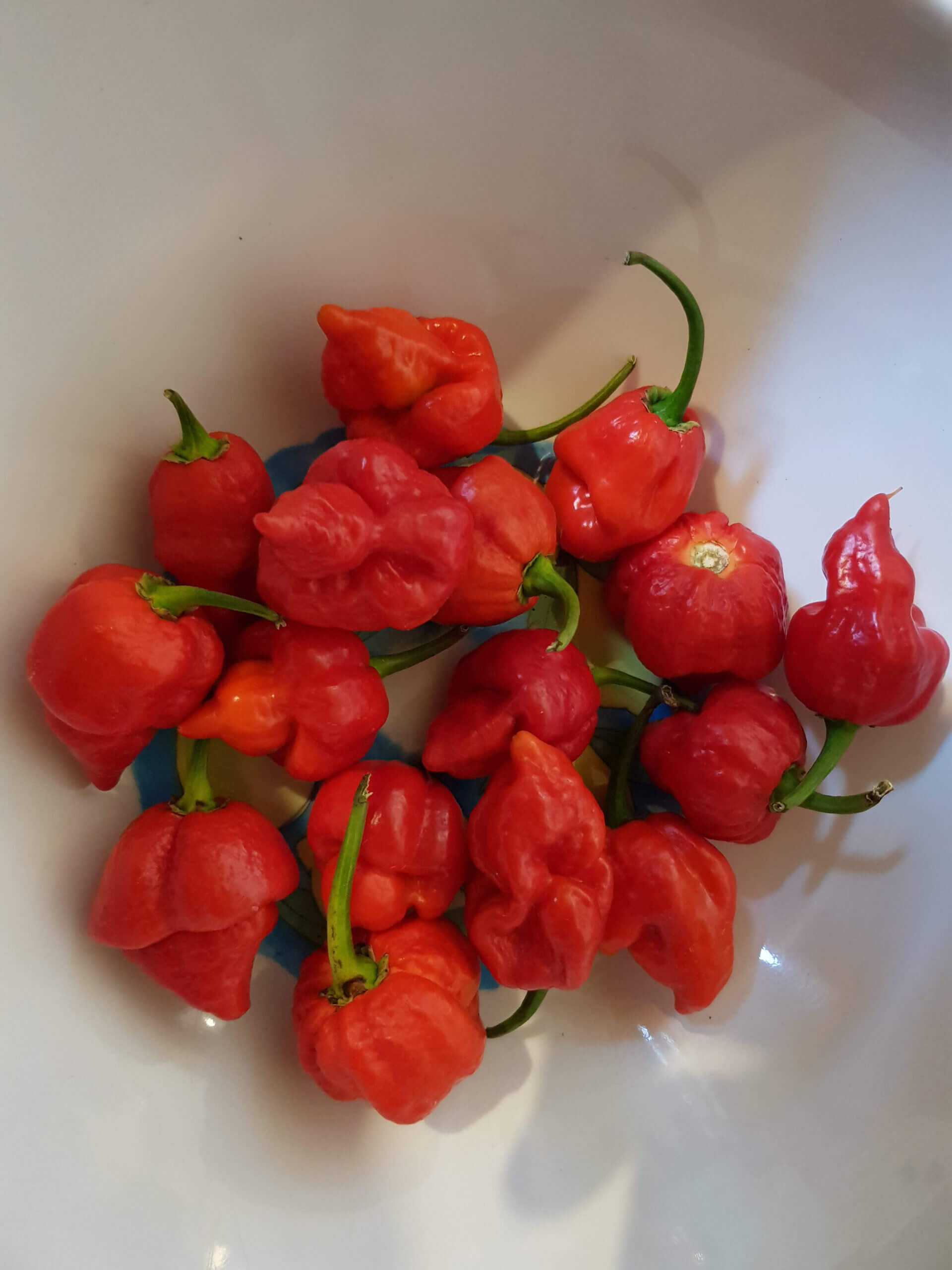 Mixed SUPER HOT CHILLI Seeds **50 per pack** - Wildfire Chilli