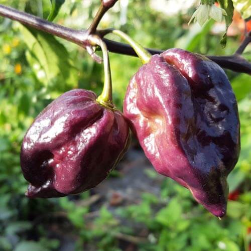 Yaki Blue Chilli Seeds - Wildfire Chilli