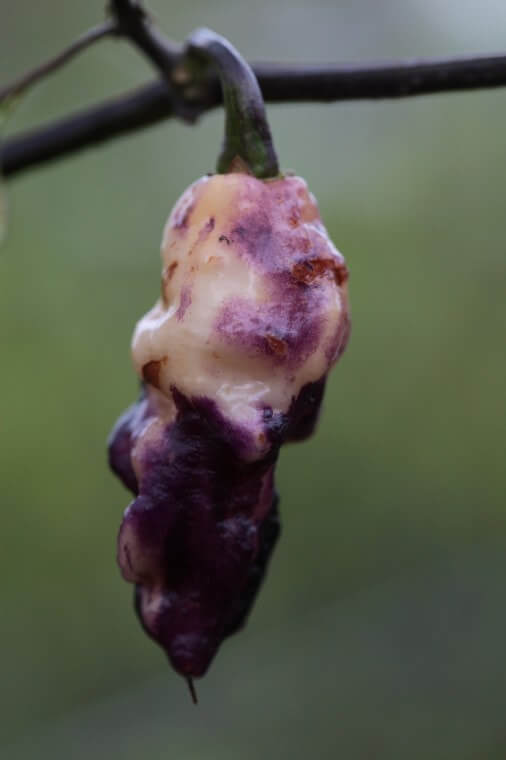 Pink Tiger Chilli Seeds - Wildfire Chilli