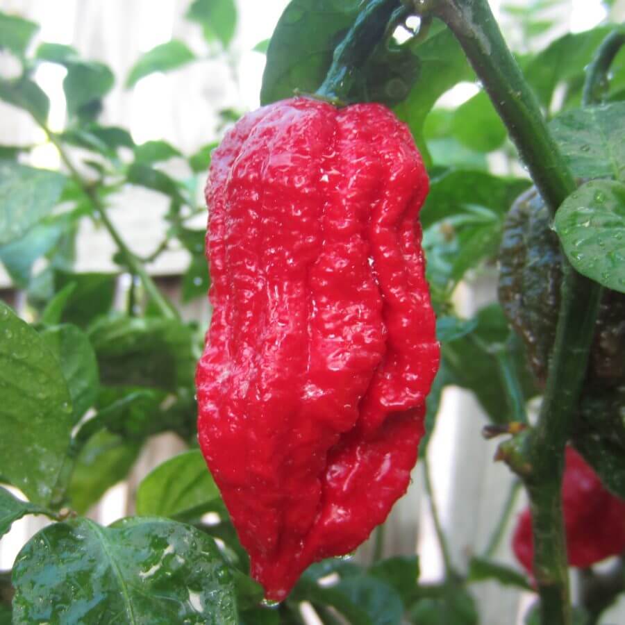 7 Pot Barrackpore Chilli Seeds - Wildfire Chilli