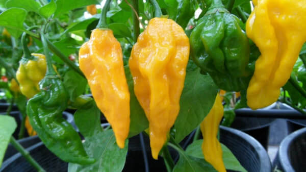 Yellow Fatalii Chilli Seeds (C. chinense) - Wildfire Chilli