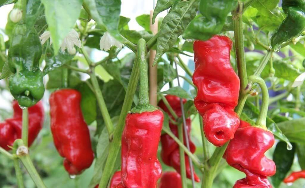 Peter Pepper Seeds (Red) - Wildfire Chilli