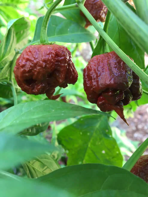 Chocolate Reaper Chilli Seeds - Wildfire Chilli
