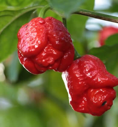 BTR Scorpion Chilli Seeds - Wildfire Chilli