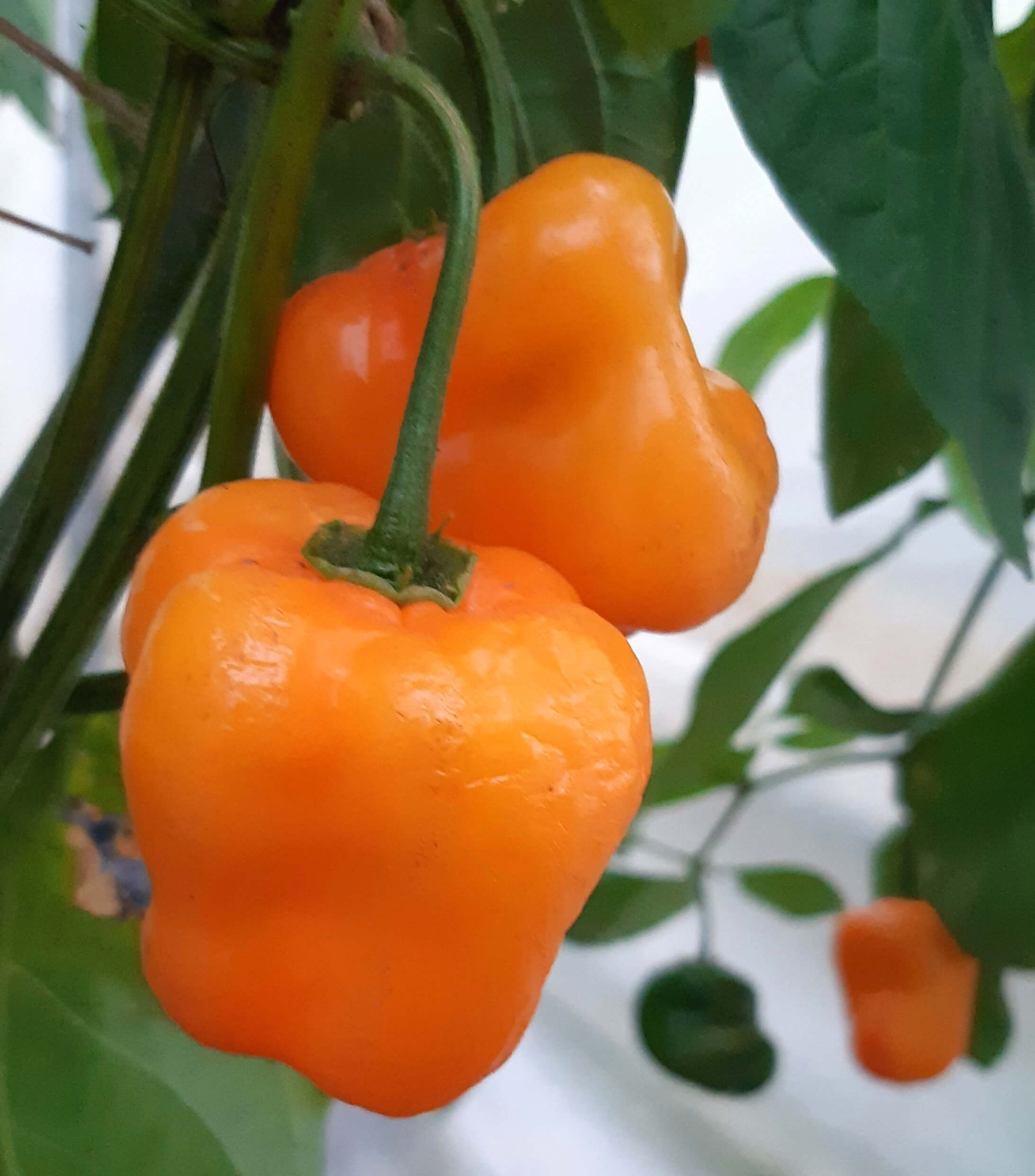 Rocoto Orange Chilli Seeds - Wildfire Chilli