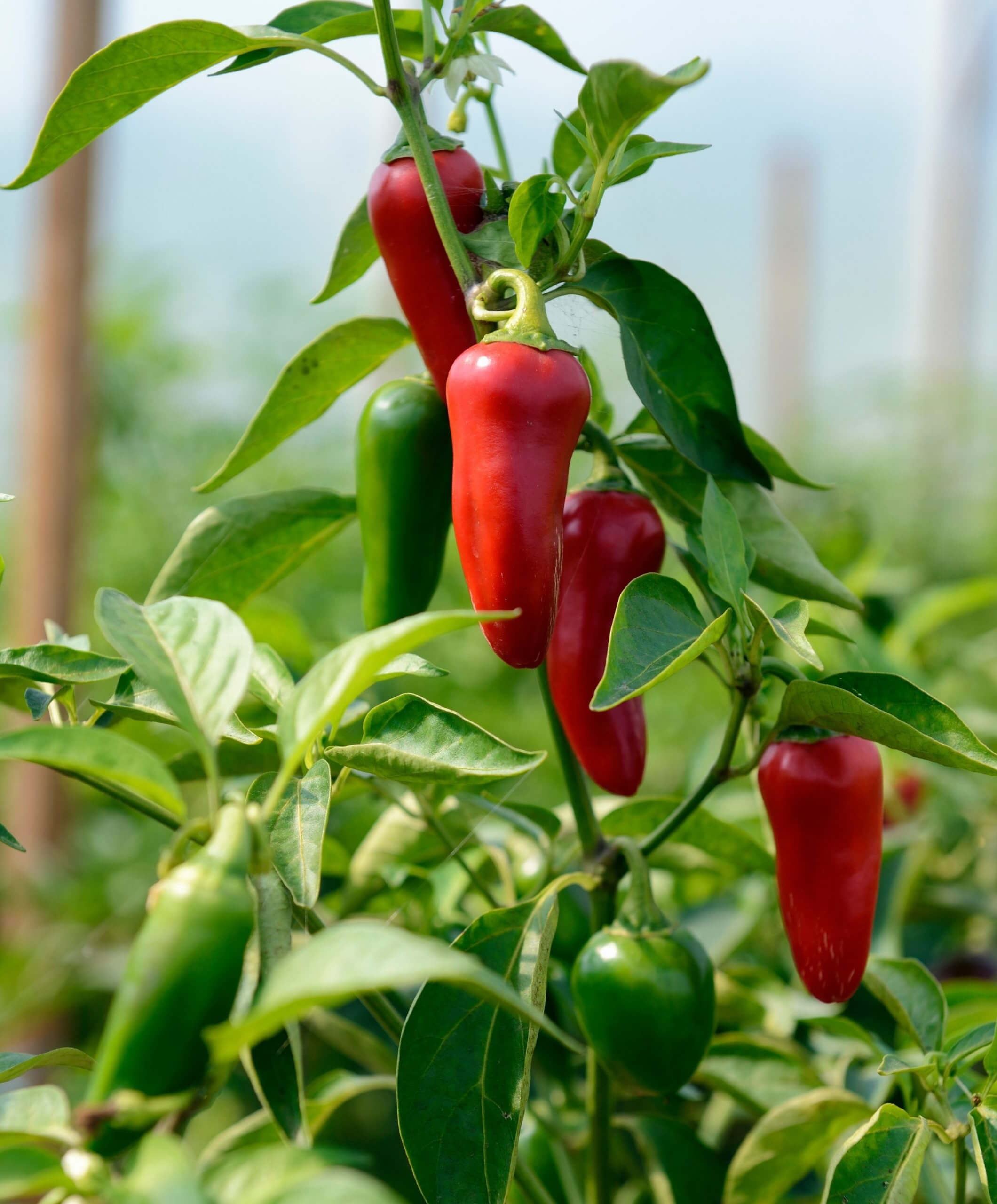 Jalapeno Chilli Seeds - Wildfire Chilli